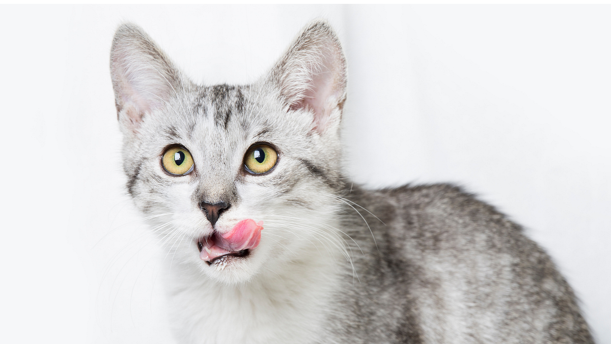 5 Cunnilingus Methods I Learned From My Cat | by Meghan Madness | Dirty ...