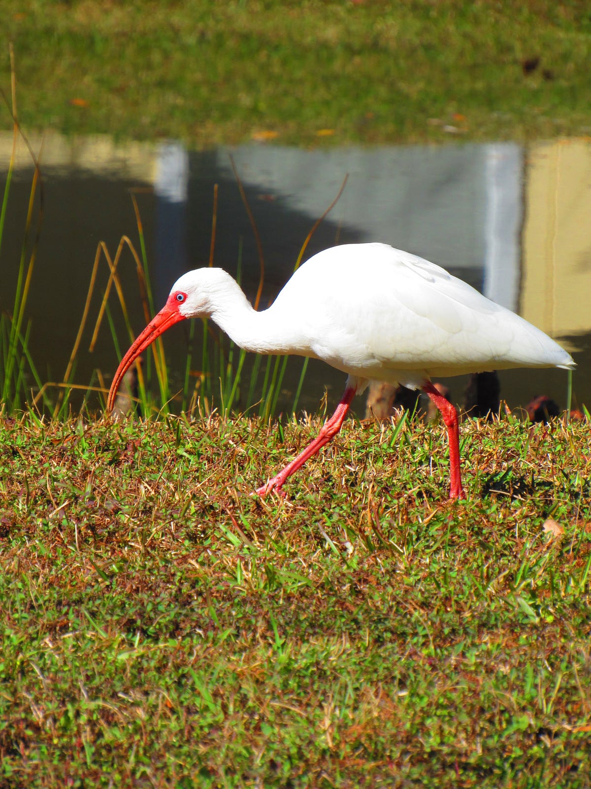 American White Ibis. The University of Miami Mascot | by Dennett | Wildlife Trekker | Medium