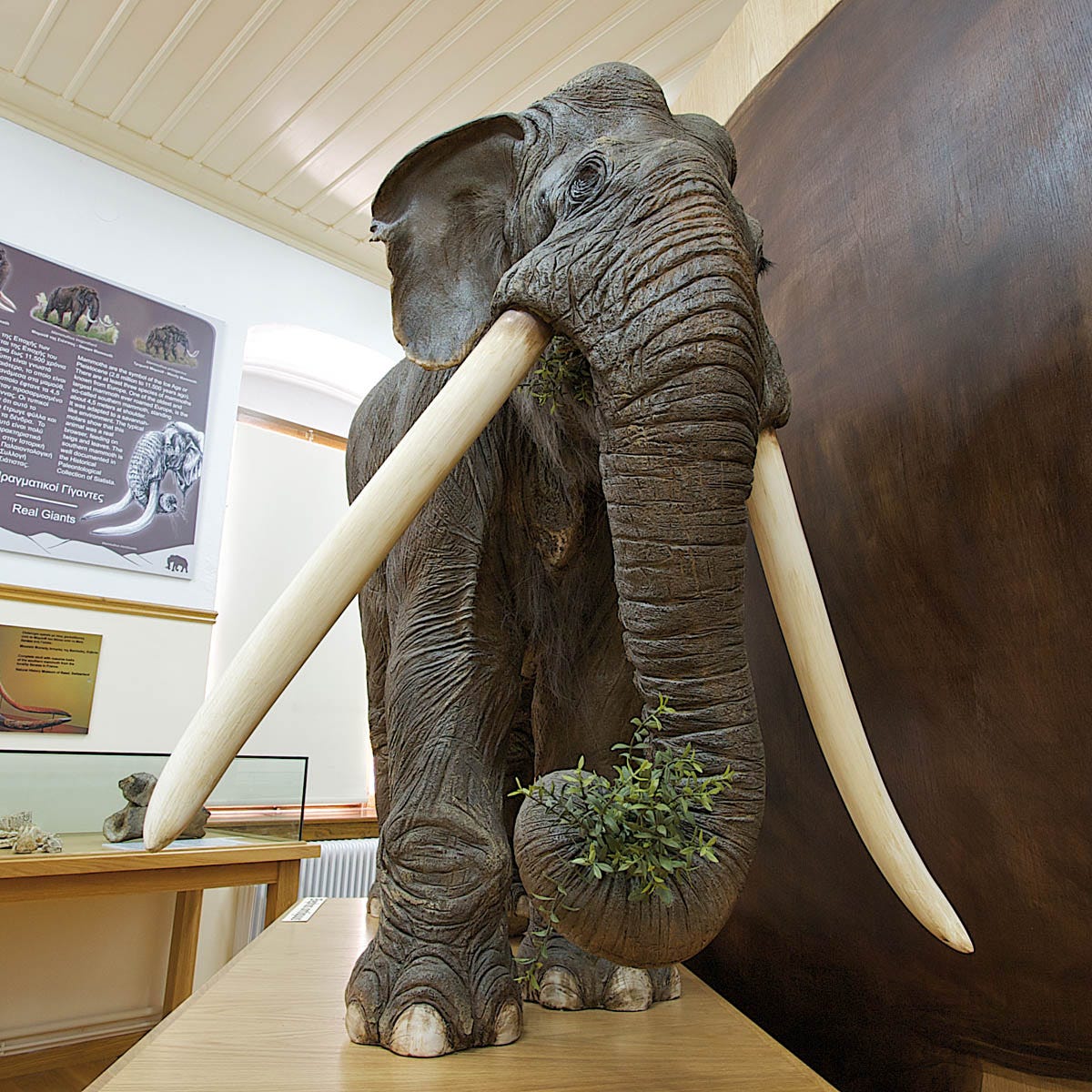 An Ancient Descendant: The Straight-Tusked Elephant | by Emma Silva ...