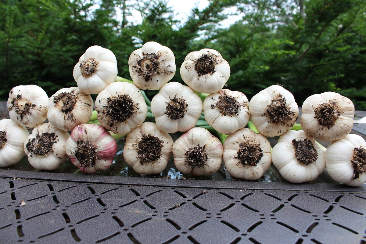 It is Time to Plant Garlic. One of the comforting aspects of… | by Bill ...