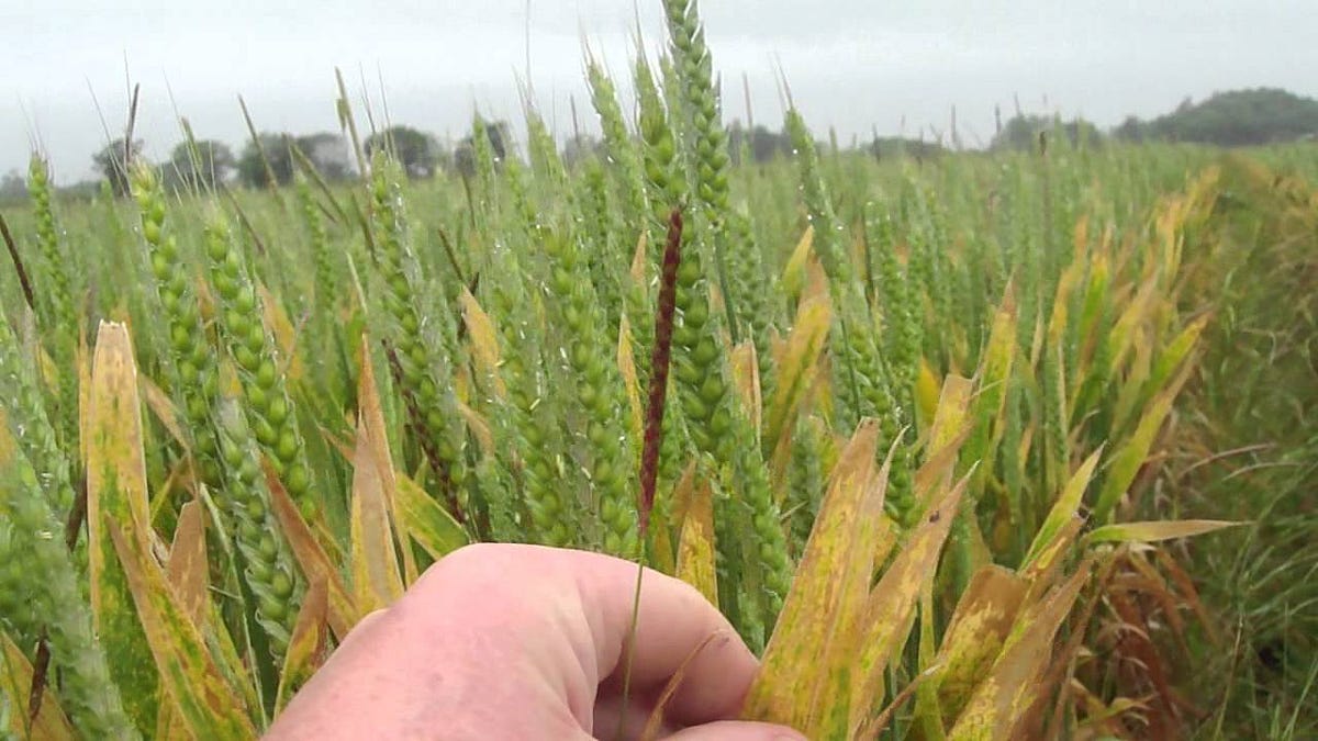 Diseases Impacting Grain Yields Costing Farmers Billions in Losses | by ...
