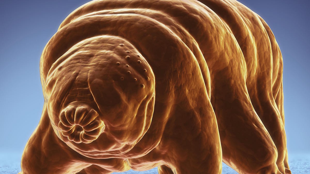 Everything You (Didn’t) Need To Know About Water Bears | by Amelia ...