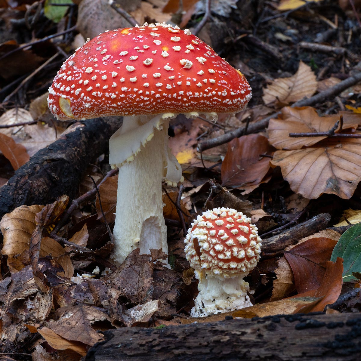 Amanita muscaria: the science and use of the Fly agaric mushroom | by ...