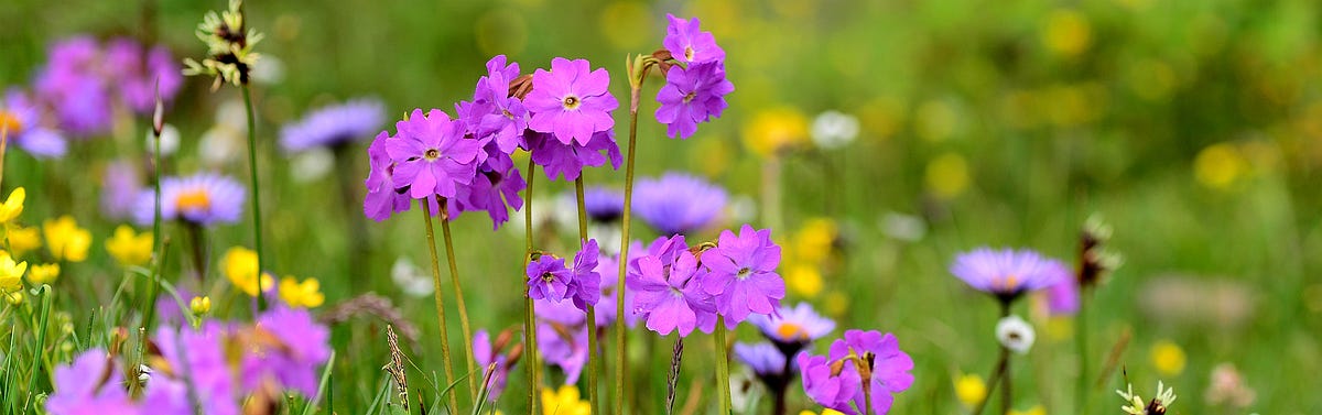 3 Benefits of Taking Breathtaking Shots of Wildflower in China at the ...