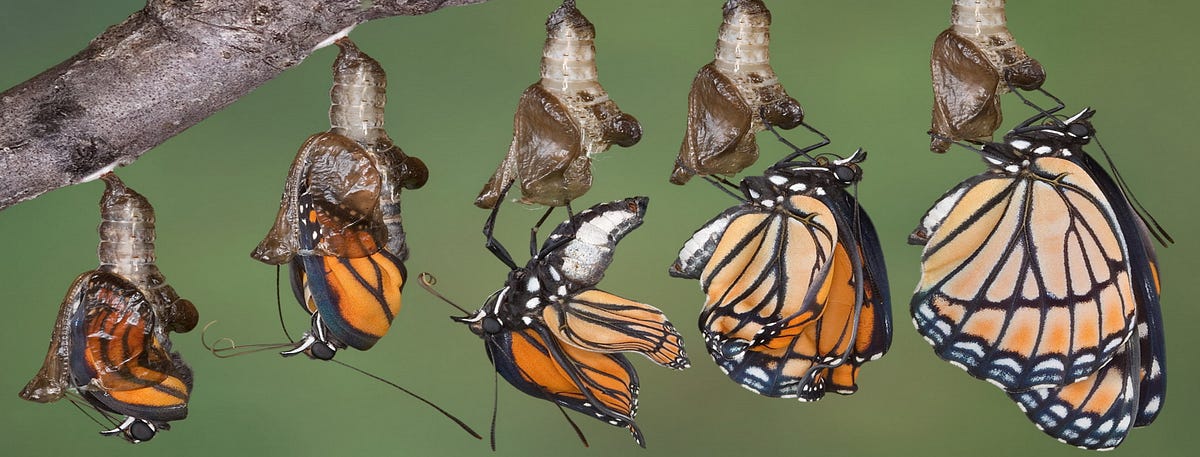 Escape the Cocoon and be with Real People | by Shon Ellerton | The ...