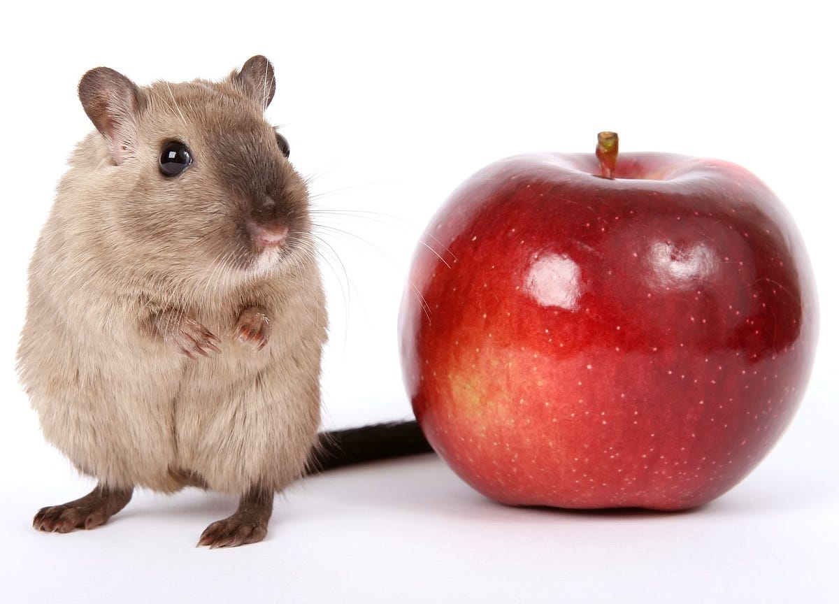 Gerbiling or the Colo-rectal Mouse Urban Legend | by Cynthia Varady ...