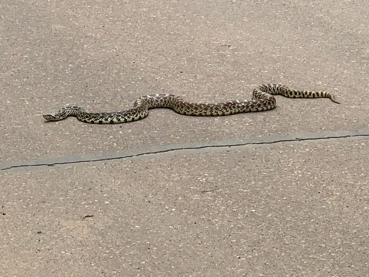 Big snake | by Linda B. | Medium