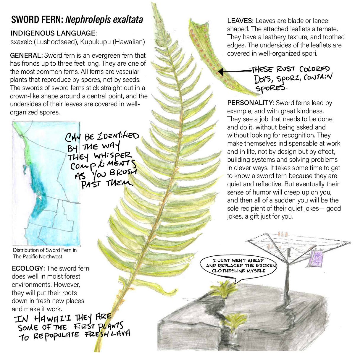A Field Guide to Ferns. Some ferns I have known, with facts… | by ...
