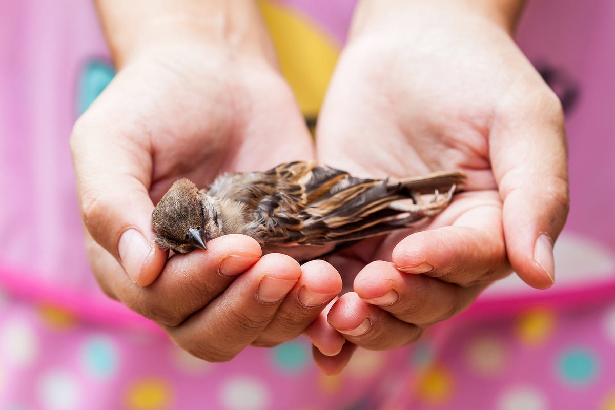 Foreboding Joy and the Imperative to Delight | by Kerry Lusignan ...