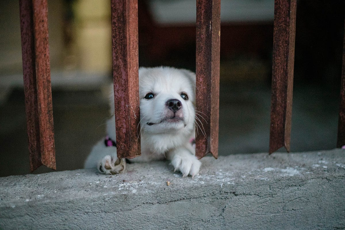 Non-human suffering — do animals suffer and how? | by Dark Energy ...