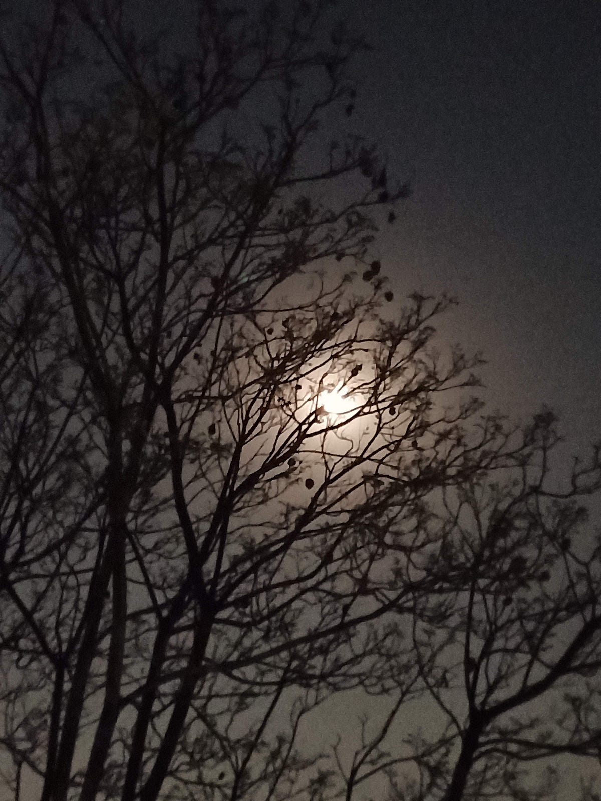 Blessed be the moon!. Blessed be the moon, and her fair… | by Just Some ...
