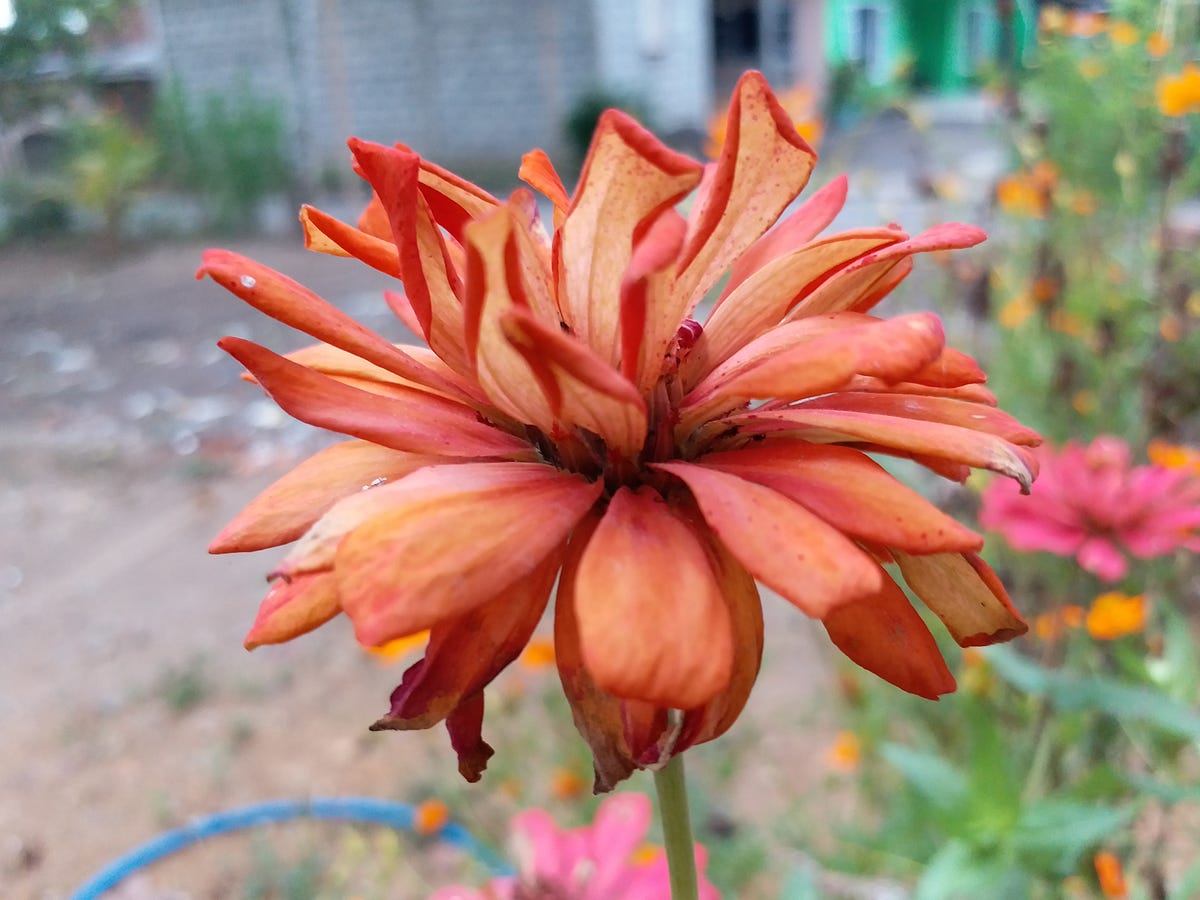 A Withering Flower I Didn’t Notice: An Almost Regret | by Nala Mazia ...