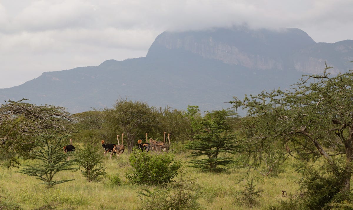 Exactly where I wanted to stay in Kenya | by Tim Tendick | Medium