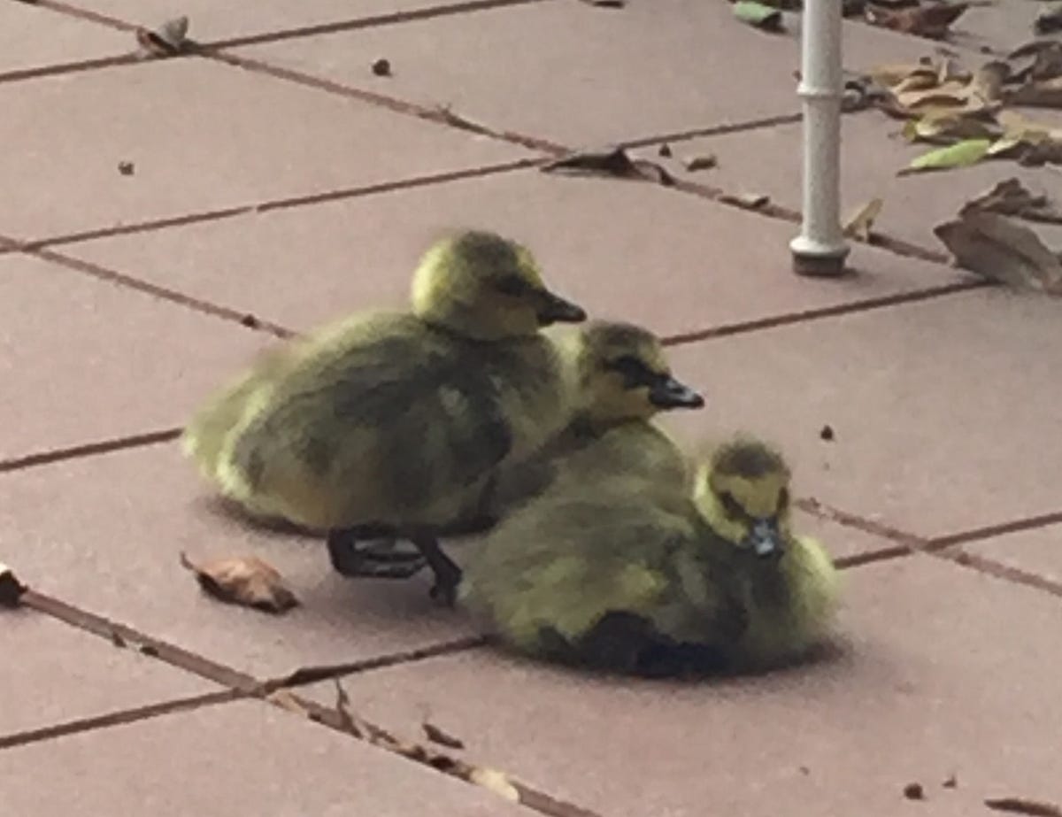 Birds of a Business Casual Feather | by Alex Cottle | Medium