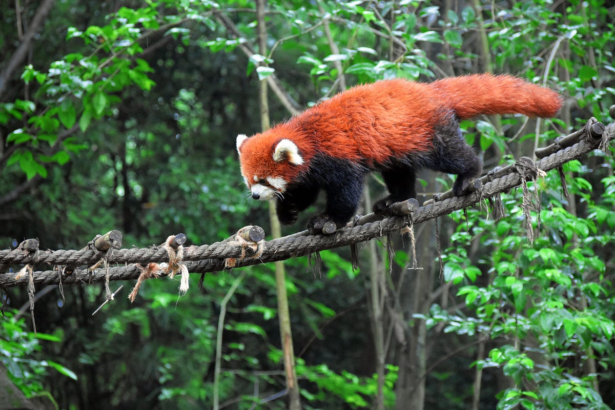 5 and A Half Lines Of Code For Understanding Your Data With Pandas 5 and A Half Lines Of Code For Understanding Your Data With Pandas