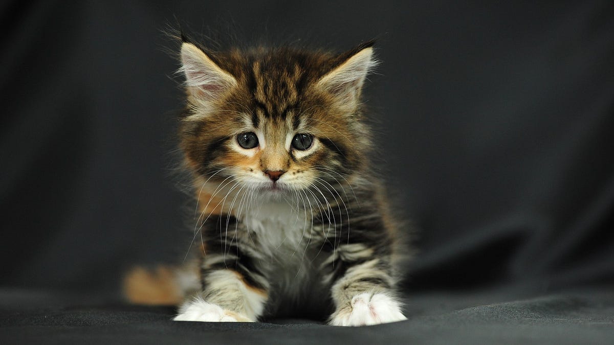 ¿Los gatos de tres colores son siempre hembras? ¿Sí o no? ¿Y por qué ...