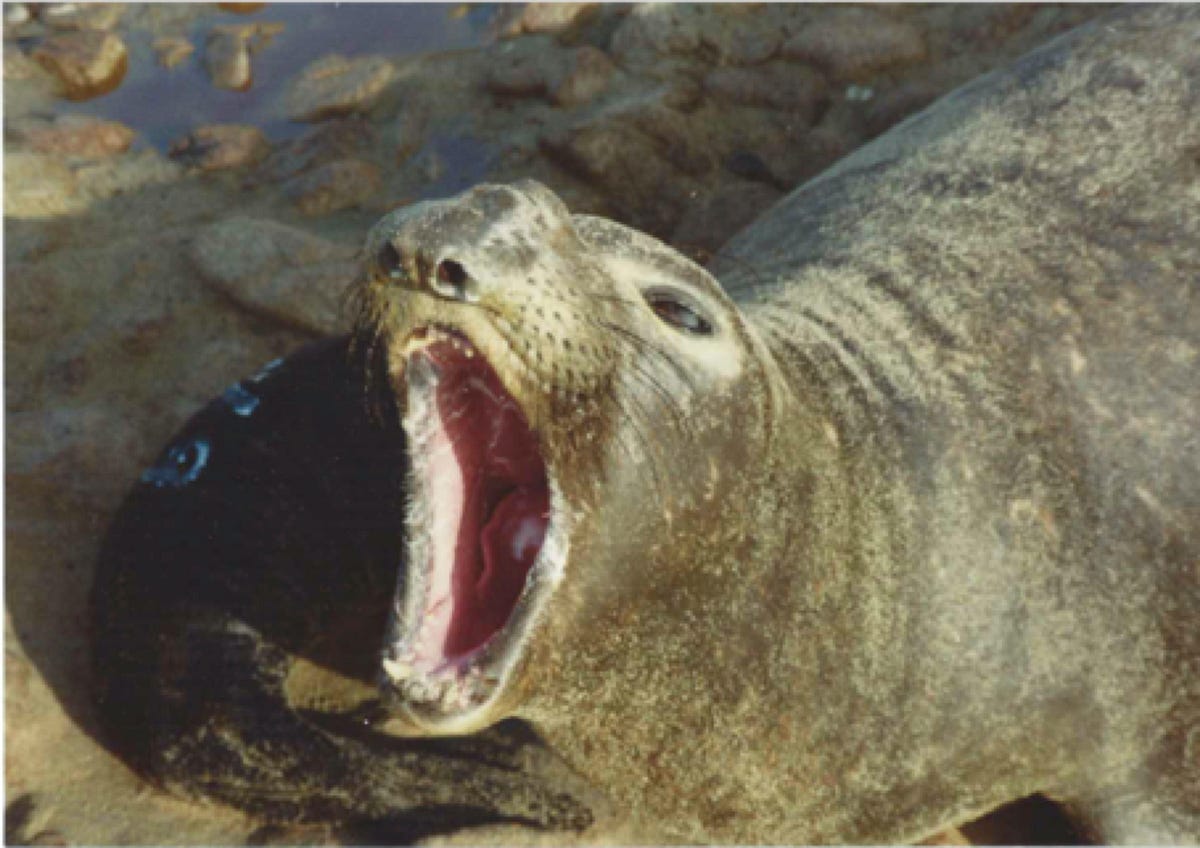 Seal and Boy — A Love Story. Bruce Hungate | by Bruce Hungate | Medium