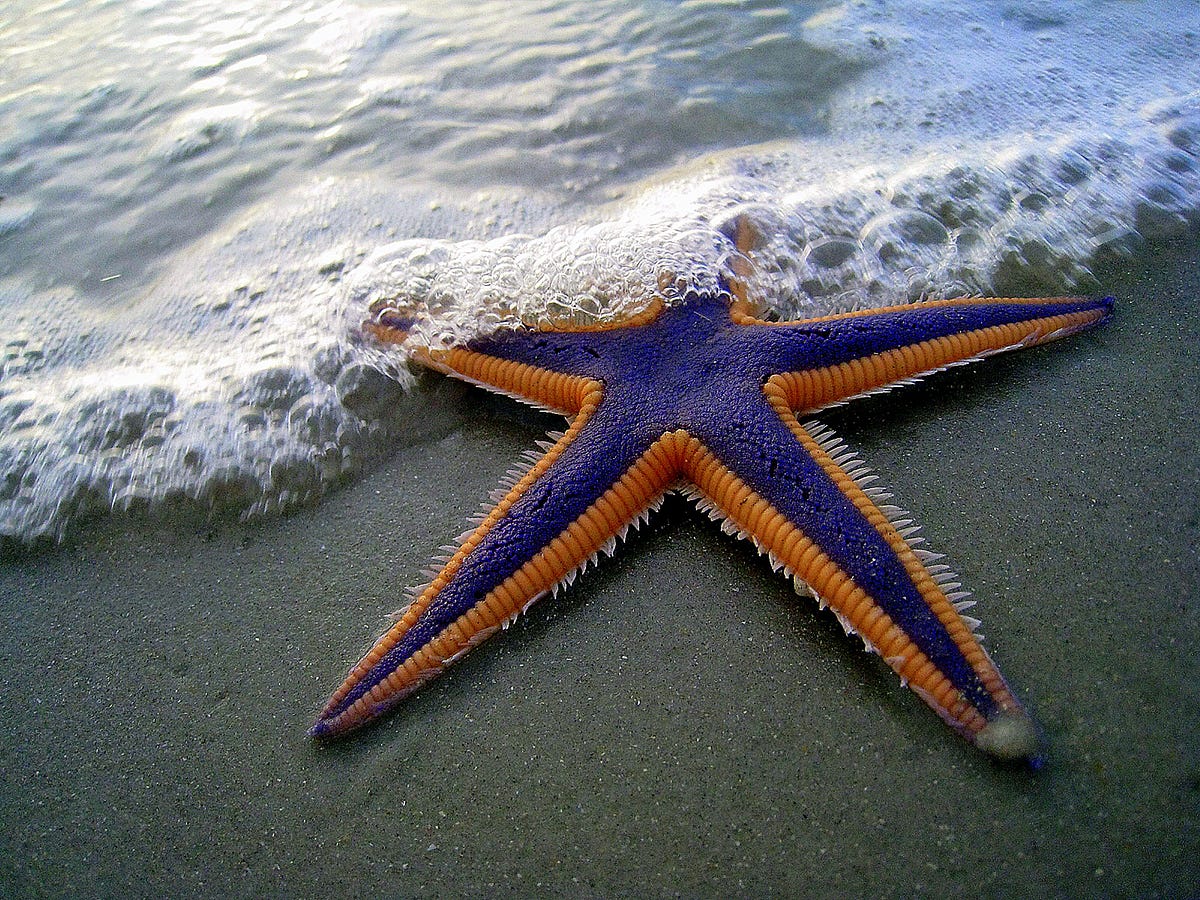 STARFISH AND THE SPIDER — THE POWER OF LEADERLESS ORGANISATION | by thi ...