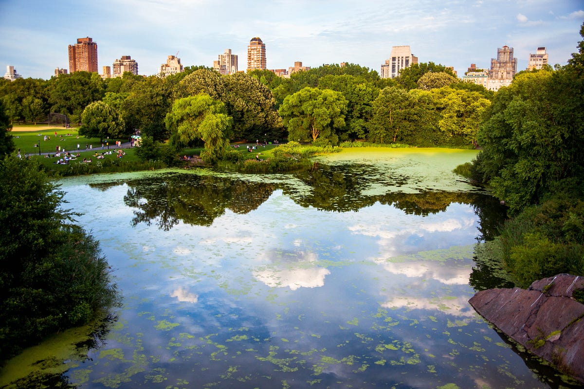 The Importance of Trees in Cities | by Wild Ark | WildArk Journal | Medium