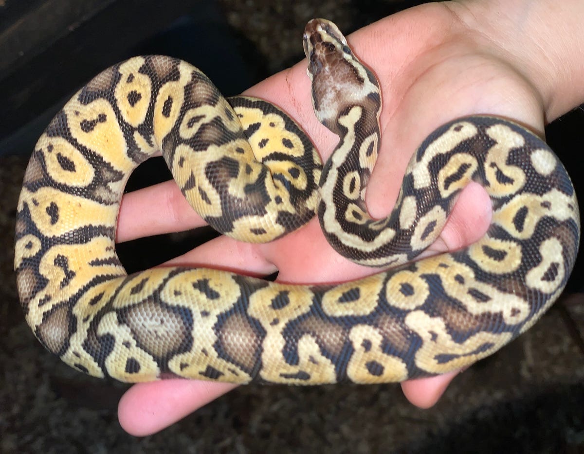 Holding a Snake and Petting a Sheep | by Rhonda Carrier | In Living ...