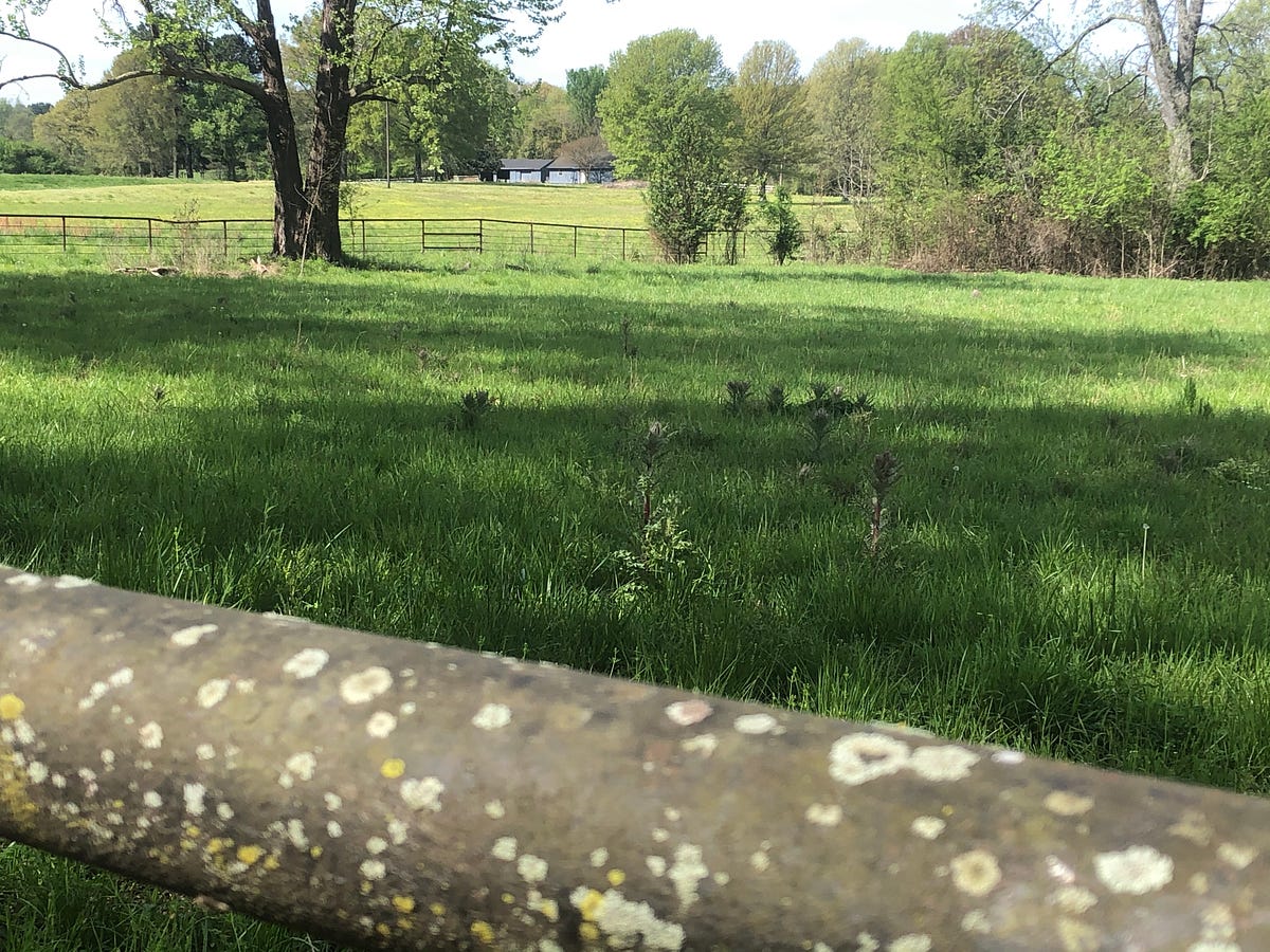 Unquestioned Answers. What are those crazy “weeds”? Why are… | by ...