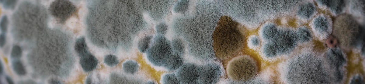 AI life sciences use-case of colony forming units counting | by Maciej ...