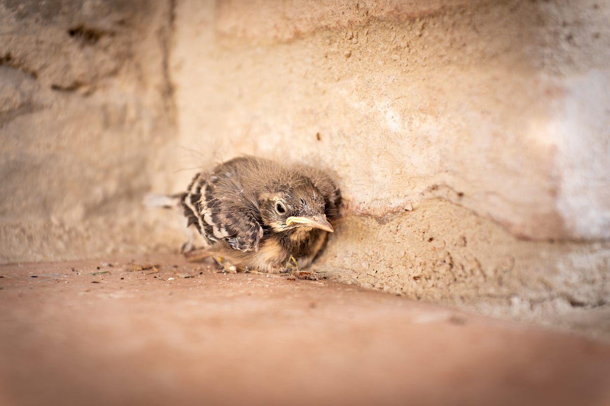Baby Sparrow’s Life - ILLUMINATION - Medium