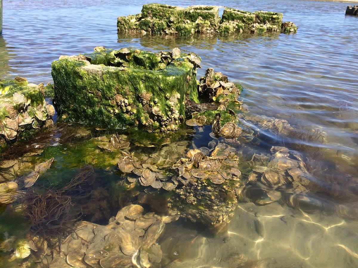 Creating Living Shorelines. Oyster Reefs on Chincoteague National… | by ...
