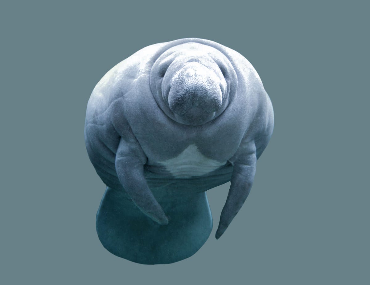 Fat Manatees Remind Me of What’s Important In Life | by Sean Kernan ...