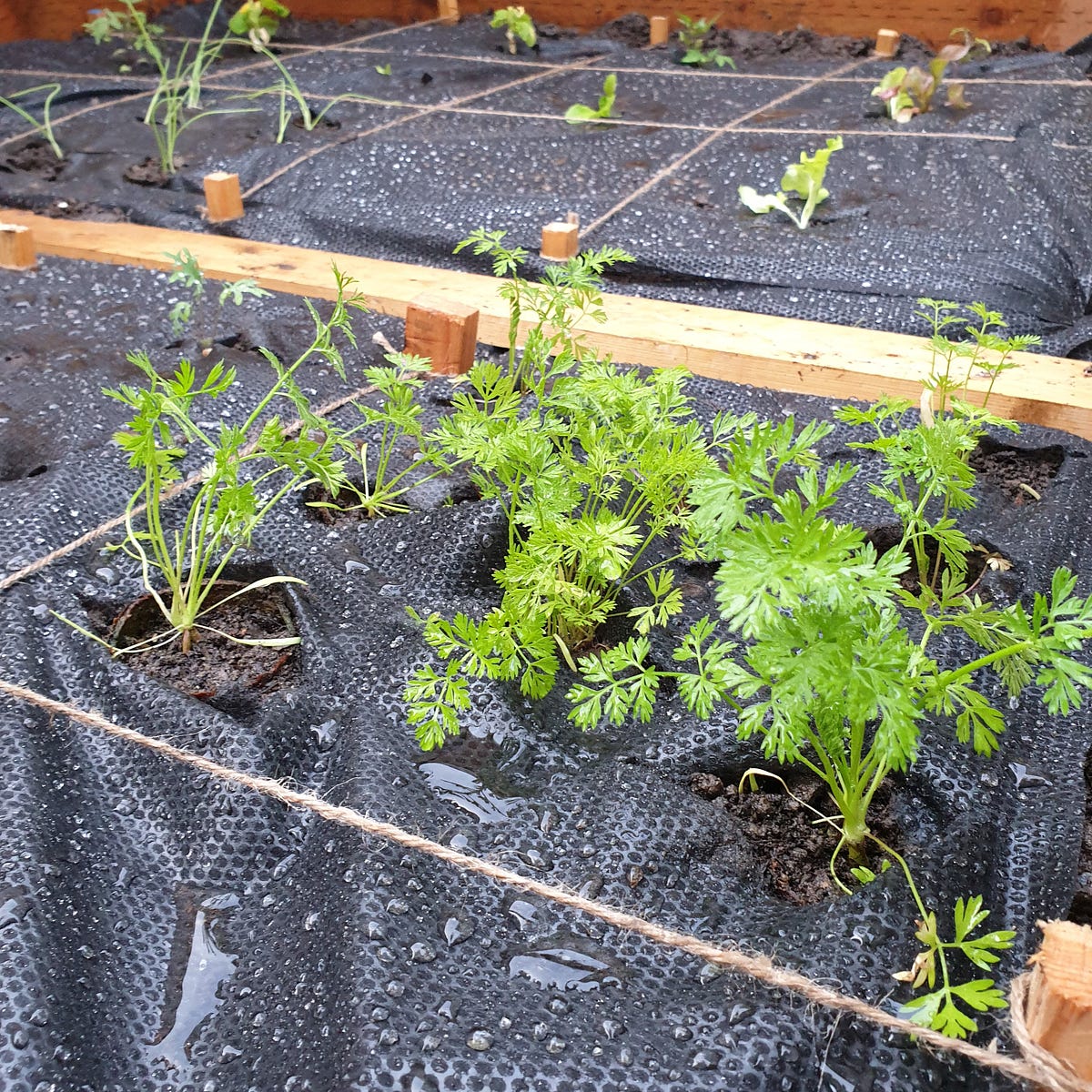 Preparing the Vegetable Garden Plot | by Roy Herrod | Age of Awareness ...