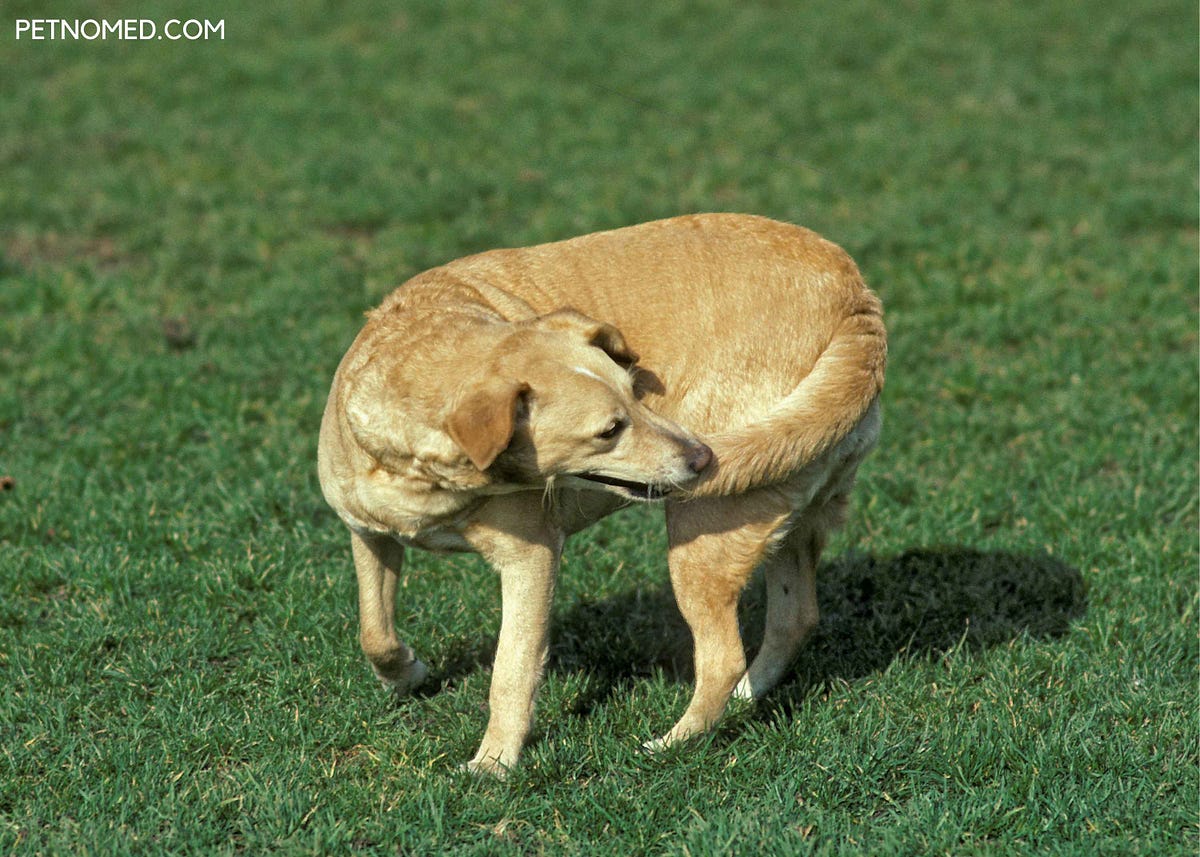 6 Weird Dog Behaviors Explained Did You Get Your Morning Portion Of 6-weird-dog-behaviors-explained-did-you-get-your-morning-portion-of