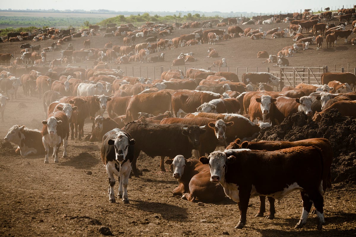 365 Days of Climate Awareness 254 — The Cattle Industry and Climate ...