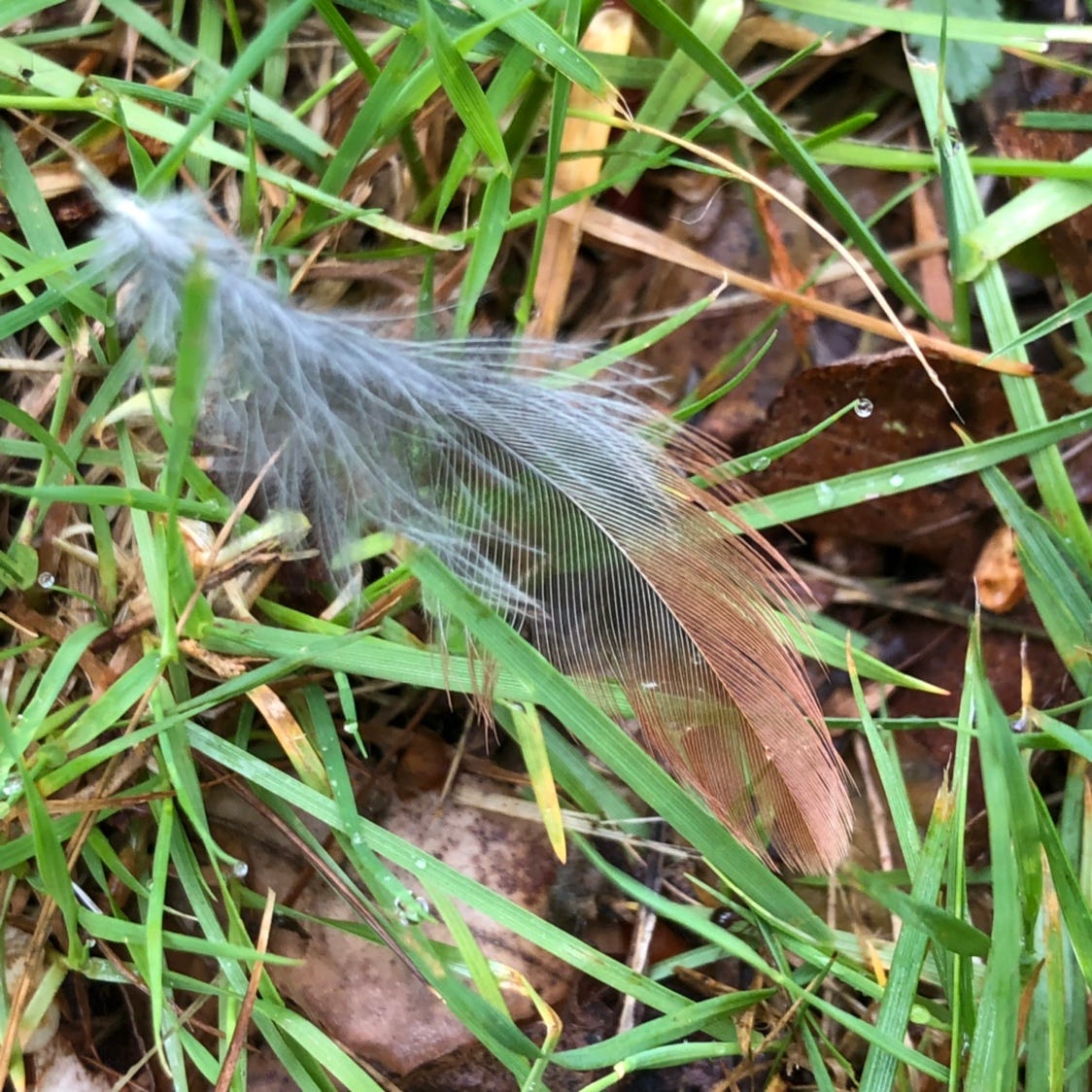 A Path Strewn With Miracles. One downy feather | by Many Roads | birds ...