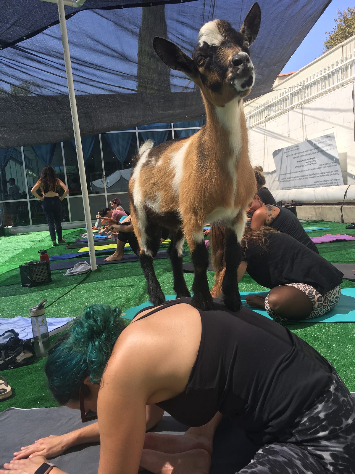 Want to be Hip and Unhygienic? Try Goat Yoga! | by Vanessa Armstrong ...