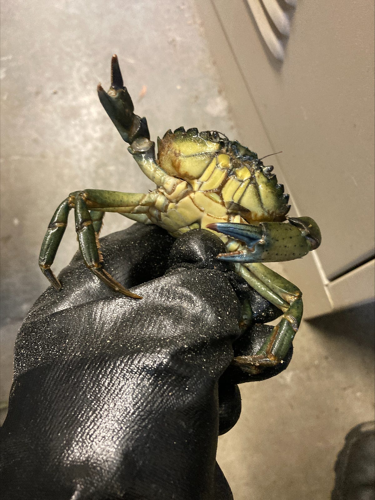 Nov/Dec European green crab updates | by The Washington Department of ...