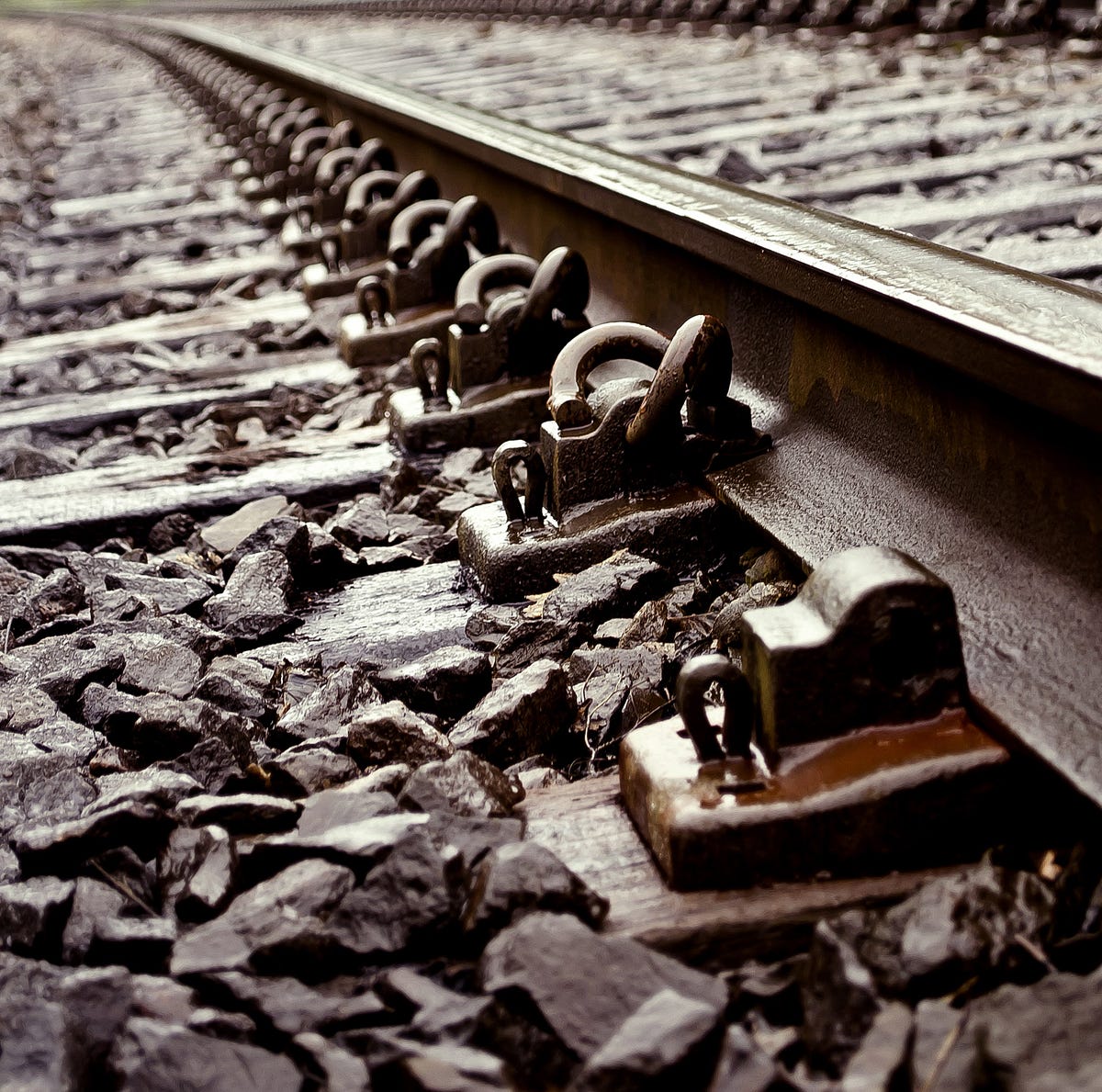 BIRDS ON A TANGLED TRACK. The light grey shifted and rolled back… | by ...
