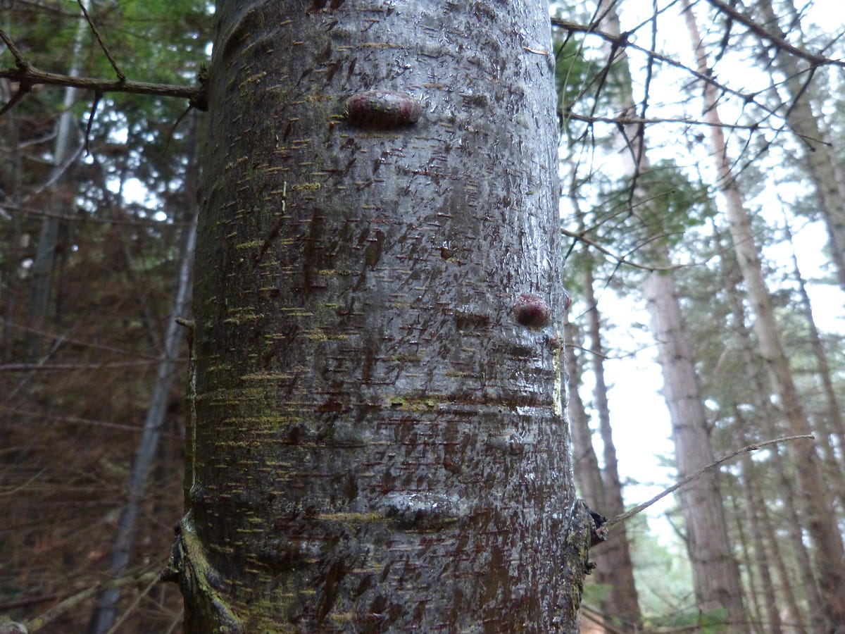 Bubble Bark. Balsam fir | by Isabella Armour | Botany Thoughts | Medium
