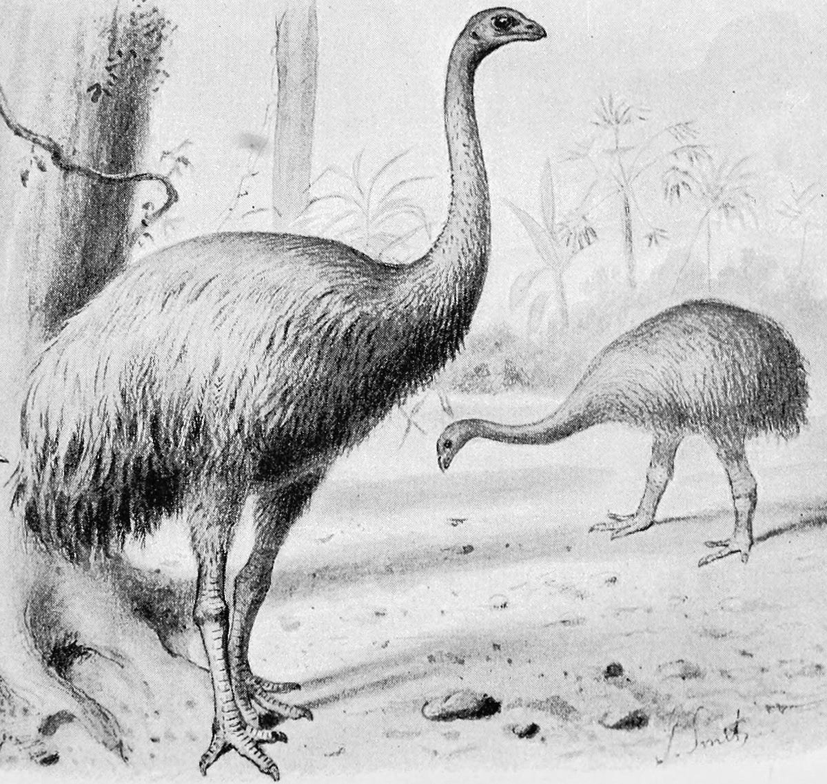 R U OK An Antipodean American Haiku By Zarina Dara American r-u-ok-an-antipodean-american-haiku-by-zarina-dara-american