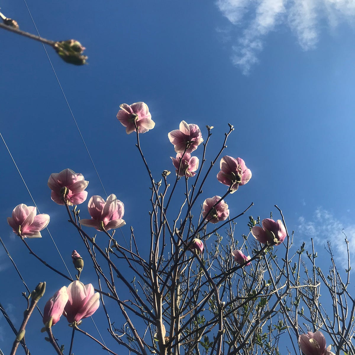 Flowering Trees Keep Us Looking Up | by William J Spirdione ...