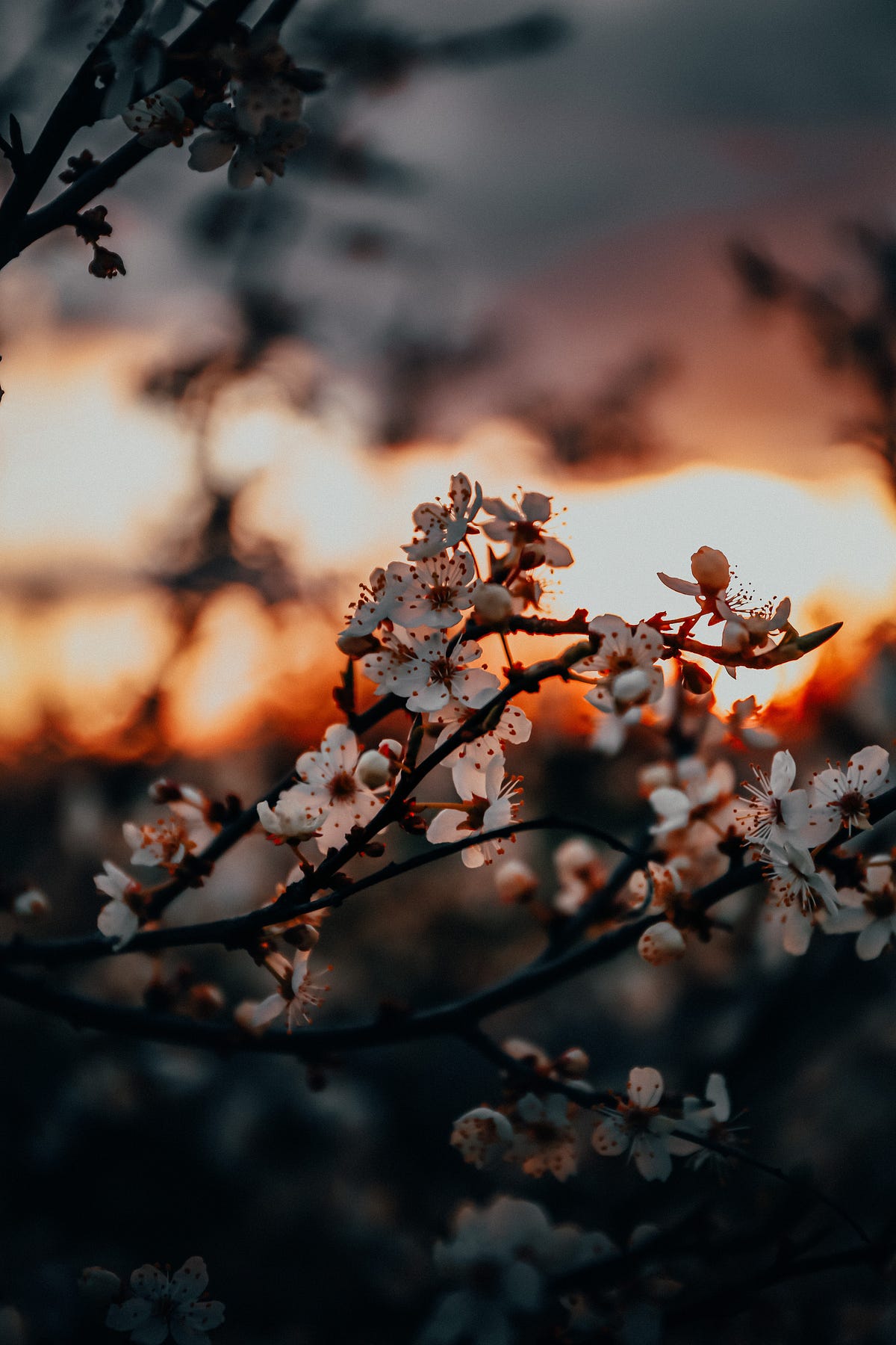 The Unseen Colours - American Haiku - Medium