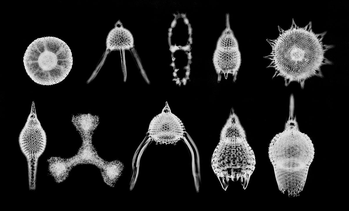 Radiolaria. This week’s post is inspired by some… | by Aakriti Jain ...