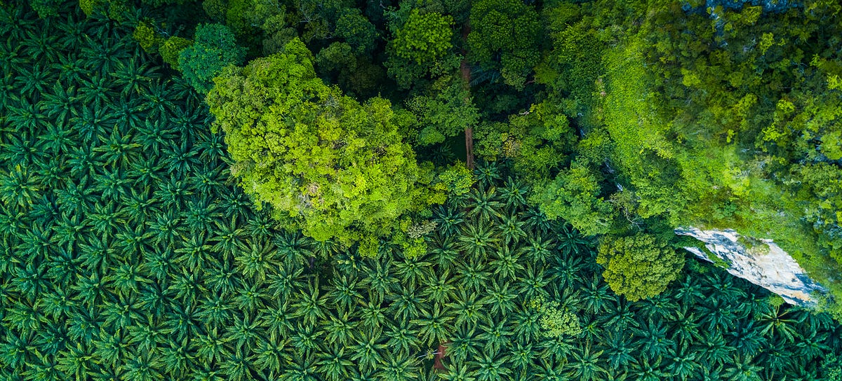Palm oil boycott could actually increase deforestation — sustainable ...