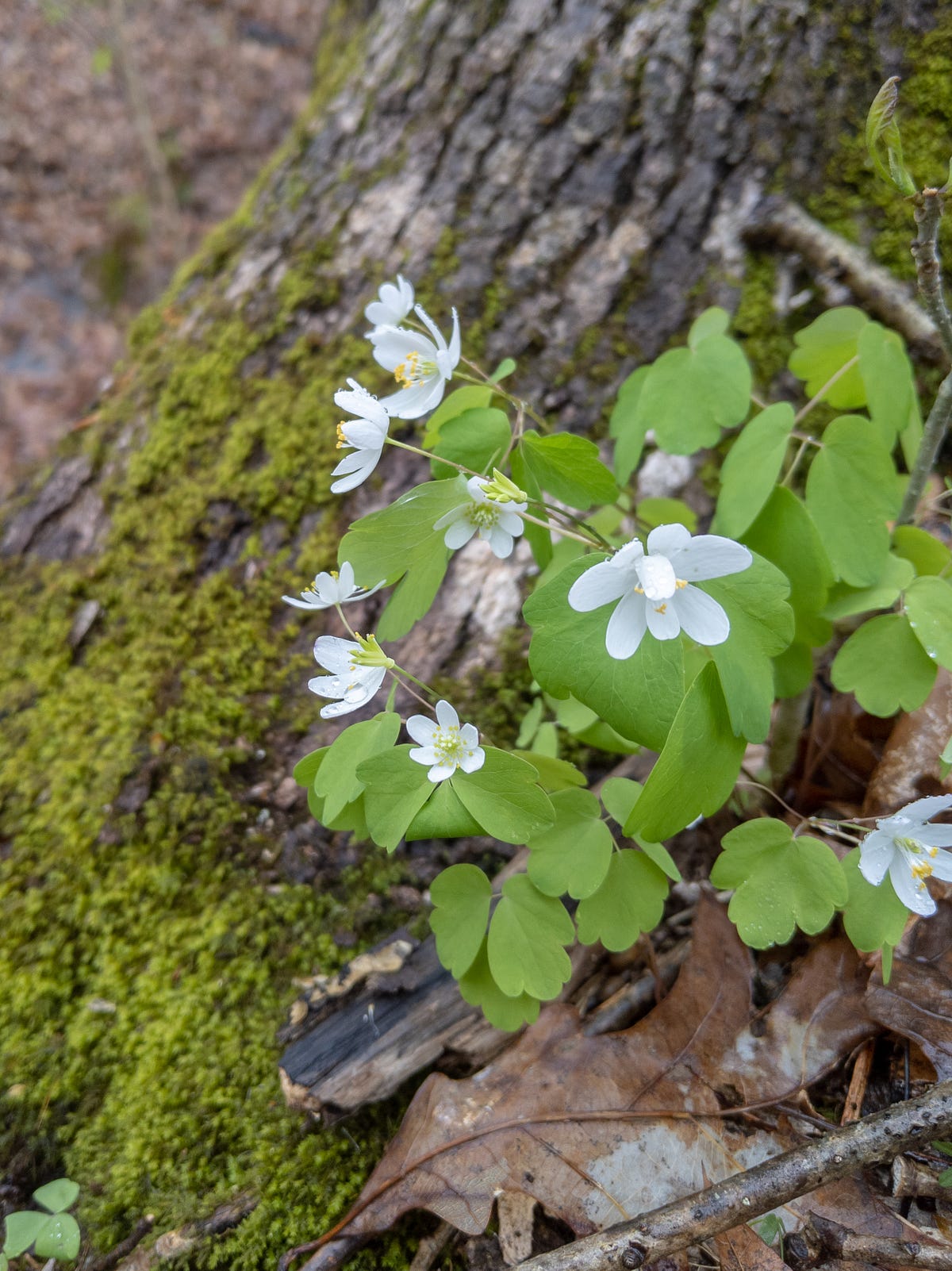 Ephemerals. Documenting nature around | by Mike Gruszczynski | Medium