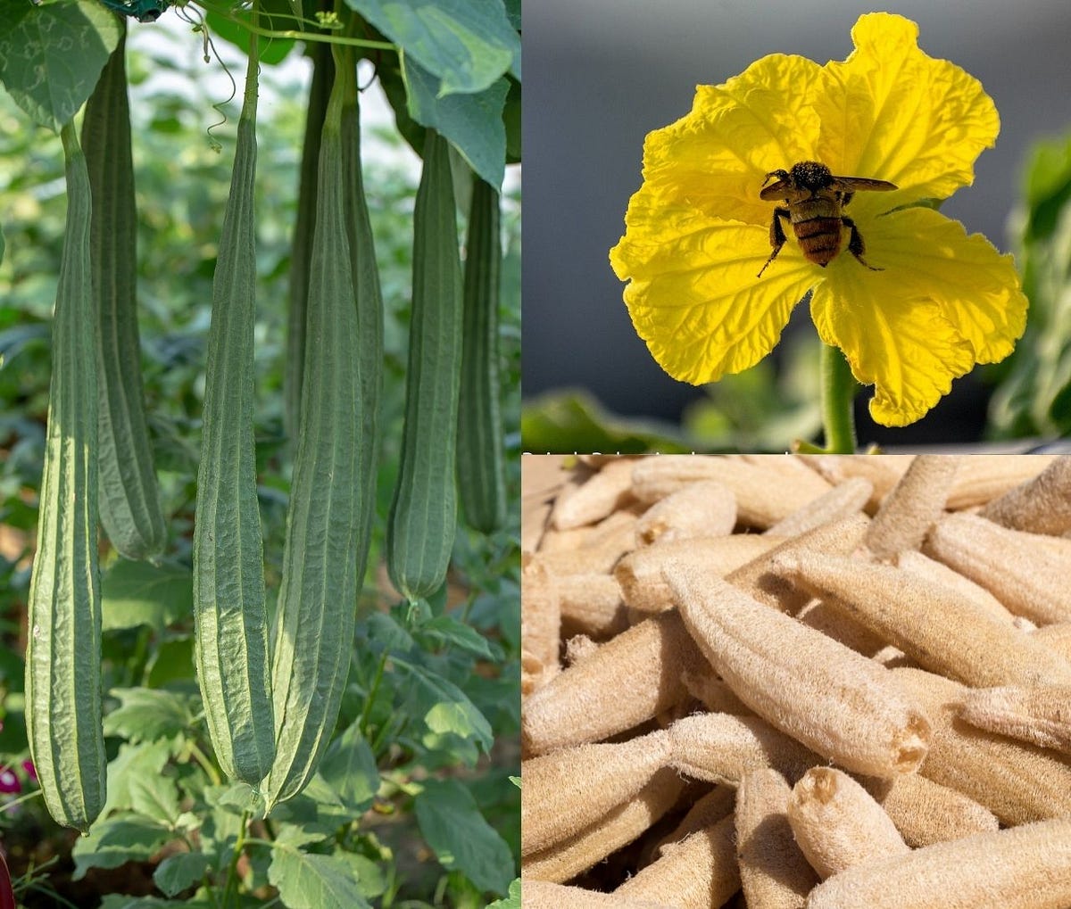 Grow Your Own Luffa Sponges. Yes, luffas come from an easy-to-grow ...