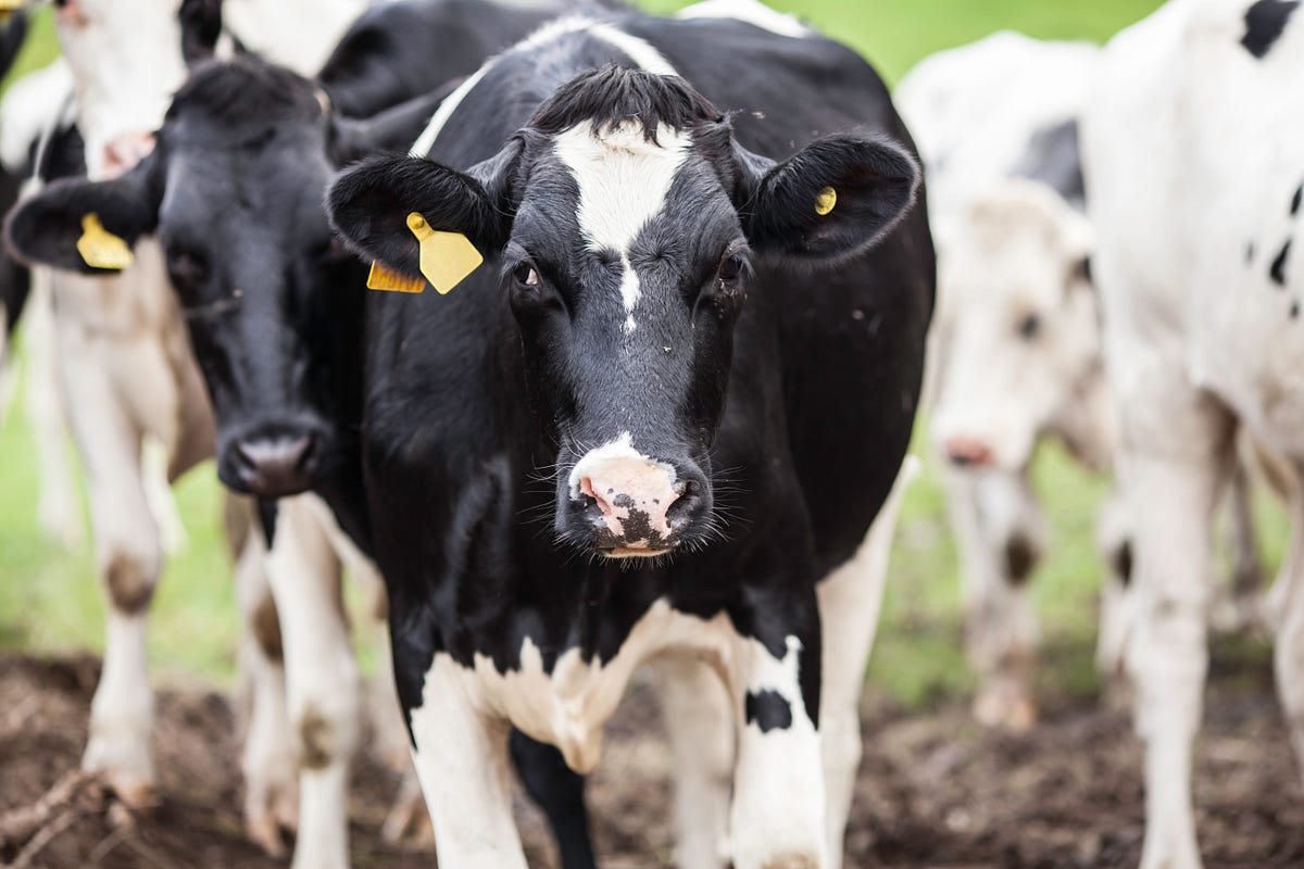 Interesting Facts About Belted Galloway Cattle | by Len Pasquale | Medium