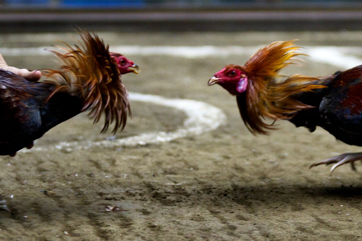 Agen S128 Adu Ayam Terbaik. Pada artikel ini kami juga akan memberi ...