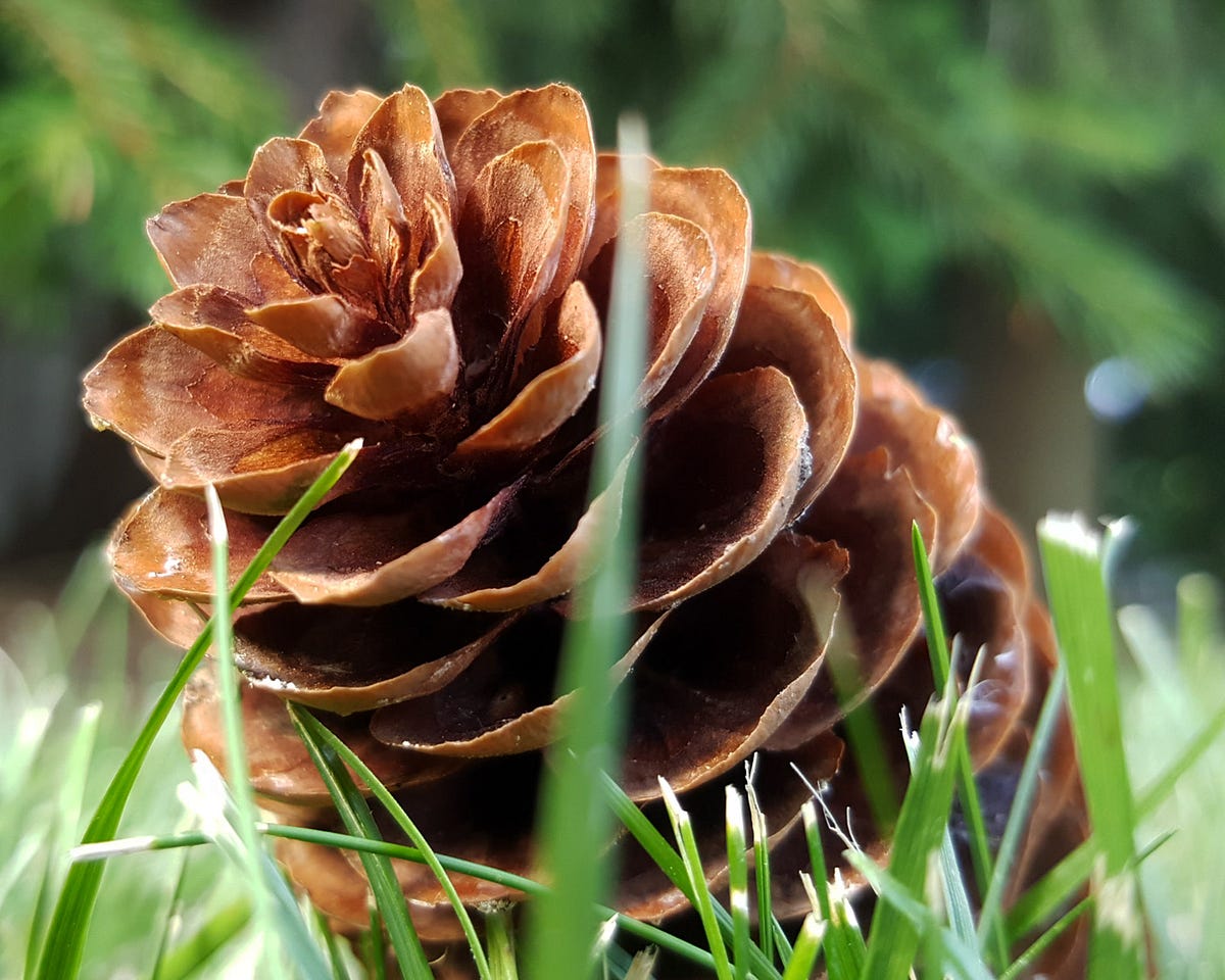 Lesson from a Pine Cone. Some people like to rot. | by Shaun Holloway ...