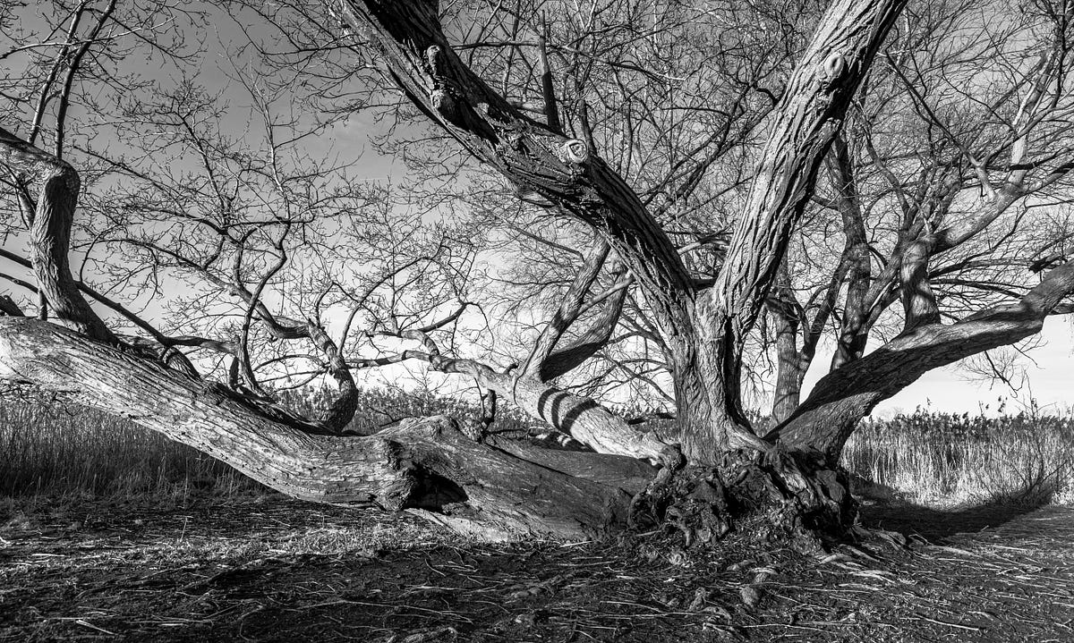 Building a simple REST API with Deno and OAK | by Aitsam Ahad | Medium