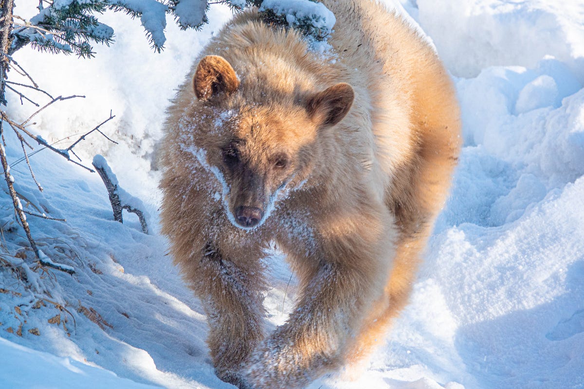 Encounters with Wild Critters. Bears and Chickadees | by Salt Lick ...