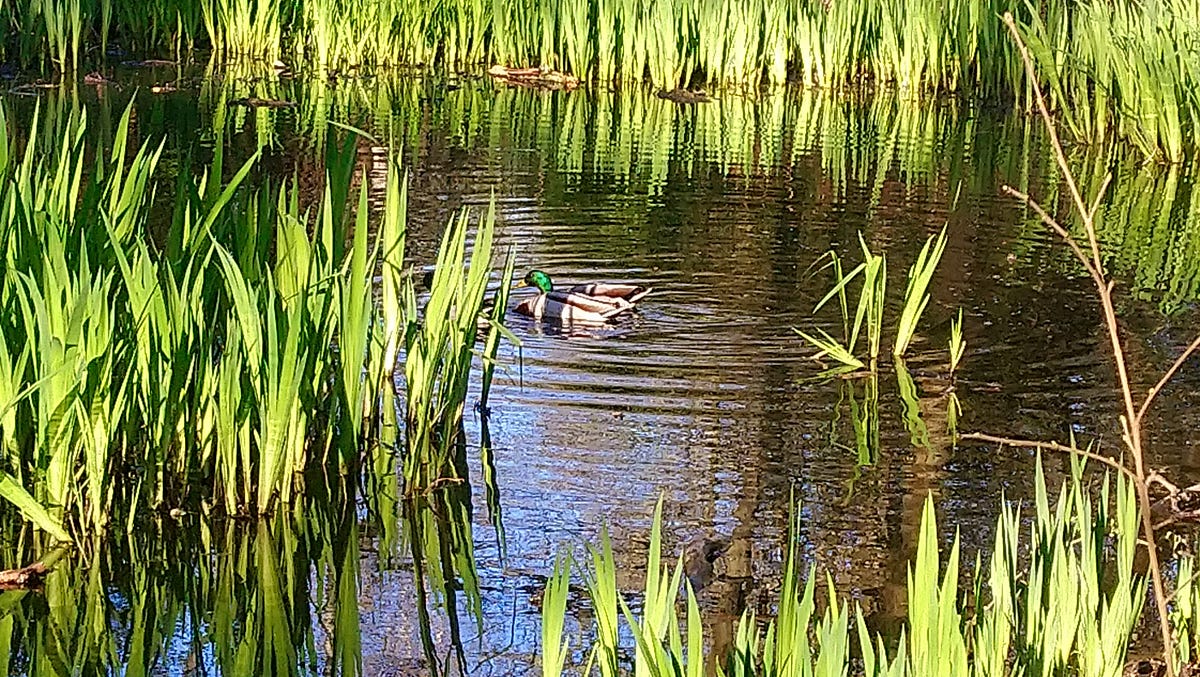 Mud, mud, glorious mud…. Reclining on a grassy bank where it was… | by ...